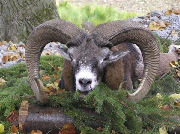 Lov - obora Jelenice